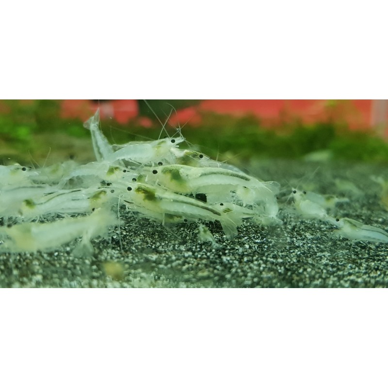 WHITE PEARL - Shrimpfever