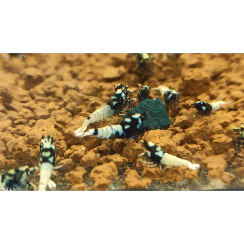 PINTO BLACK - Shrimpfever