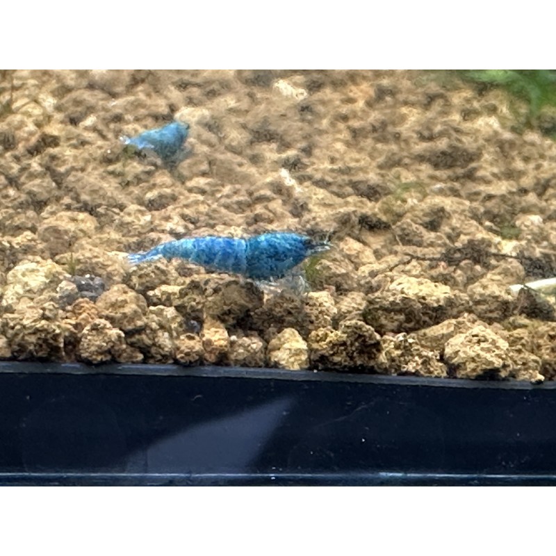 LOT DE 10 BLUE BOLT DEEP BLUE - Shrimpfever